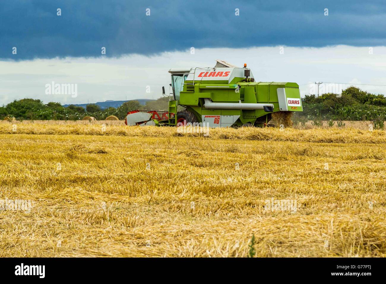 A corn field being harvested with green combined harvesters by farmers ...