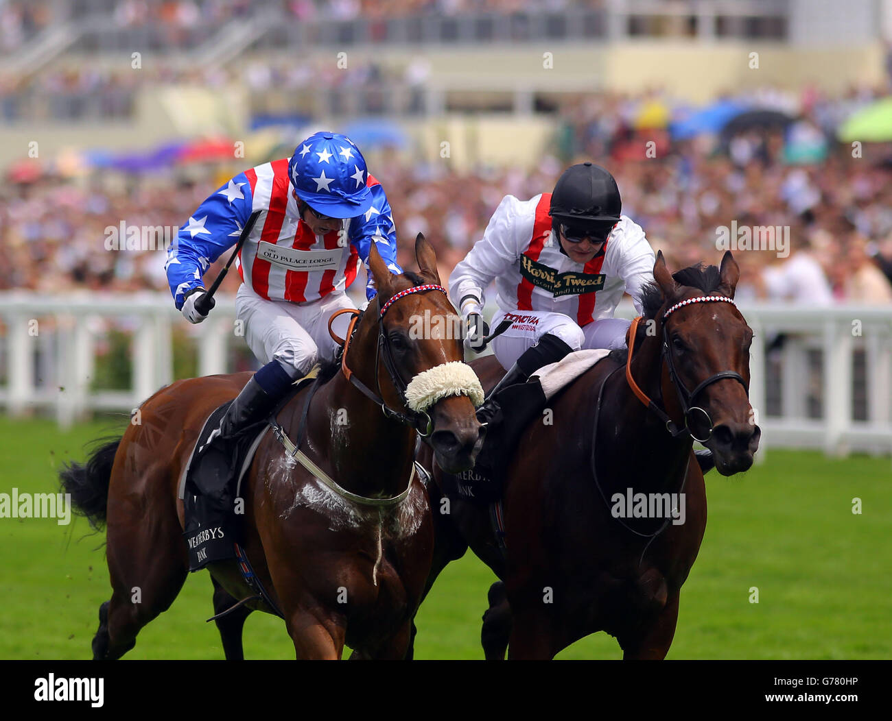 Mange horse hi-res stock photography and images - Alamy