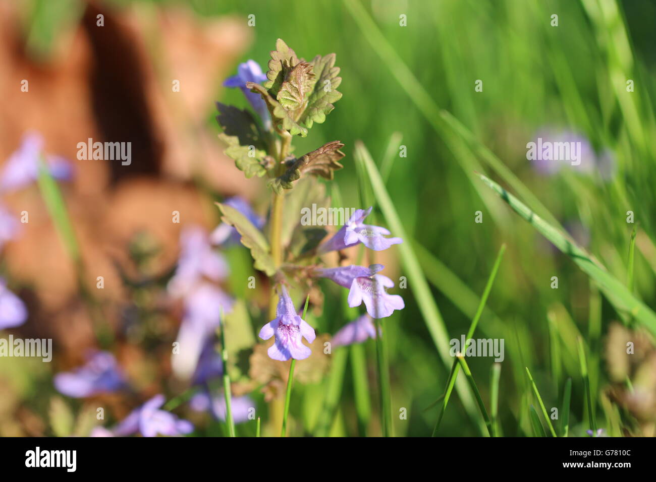 Spring macro close up hi-res stock photography and images - Alamy