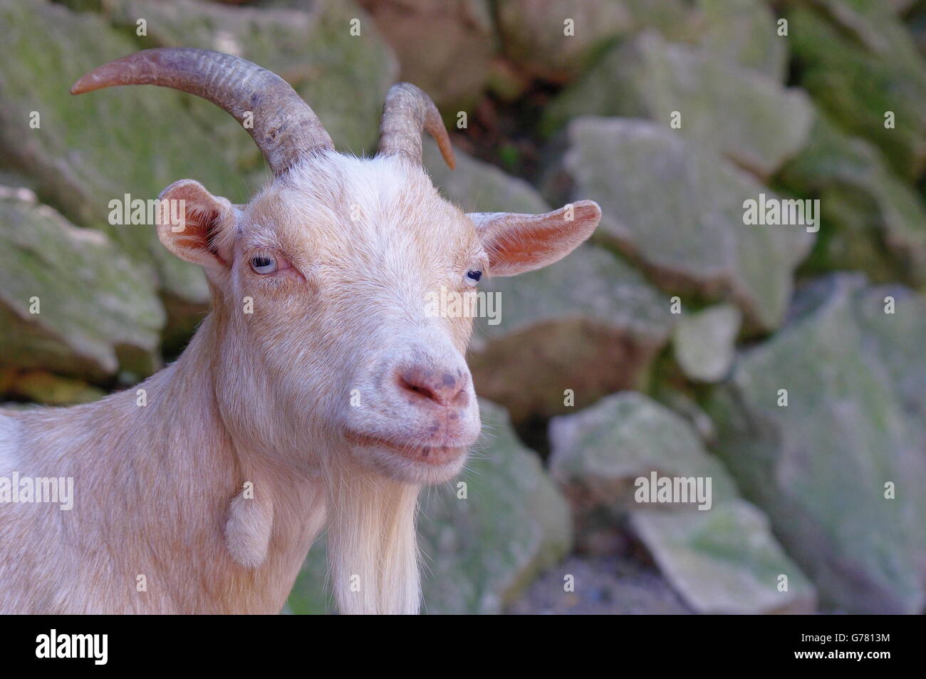 Yellow goat hi-res stock photography and images - Alamy