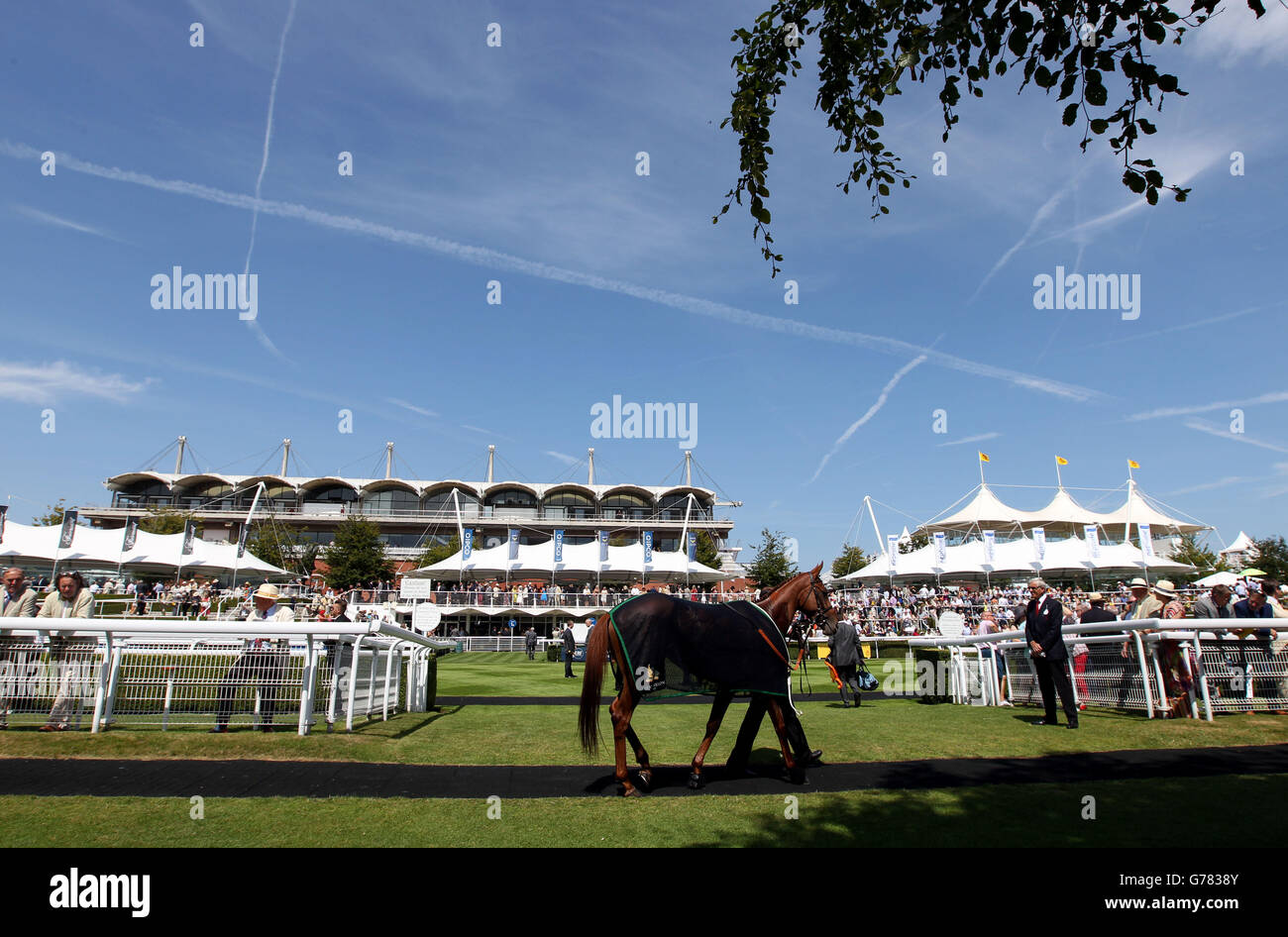 Horses in the pre-parade ring before the Goodwood stakes during day two ...