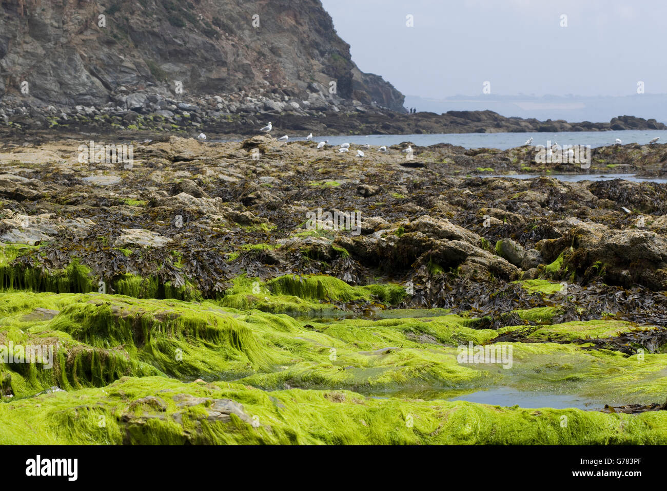 Slippery with seaweed hi-res stock photography and images - Alamy