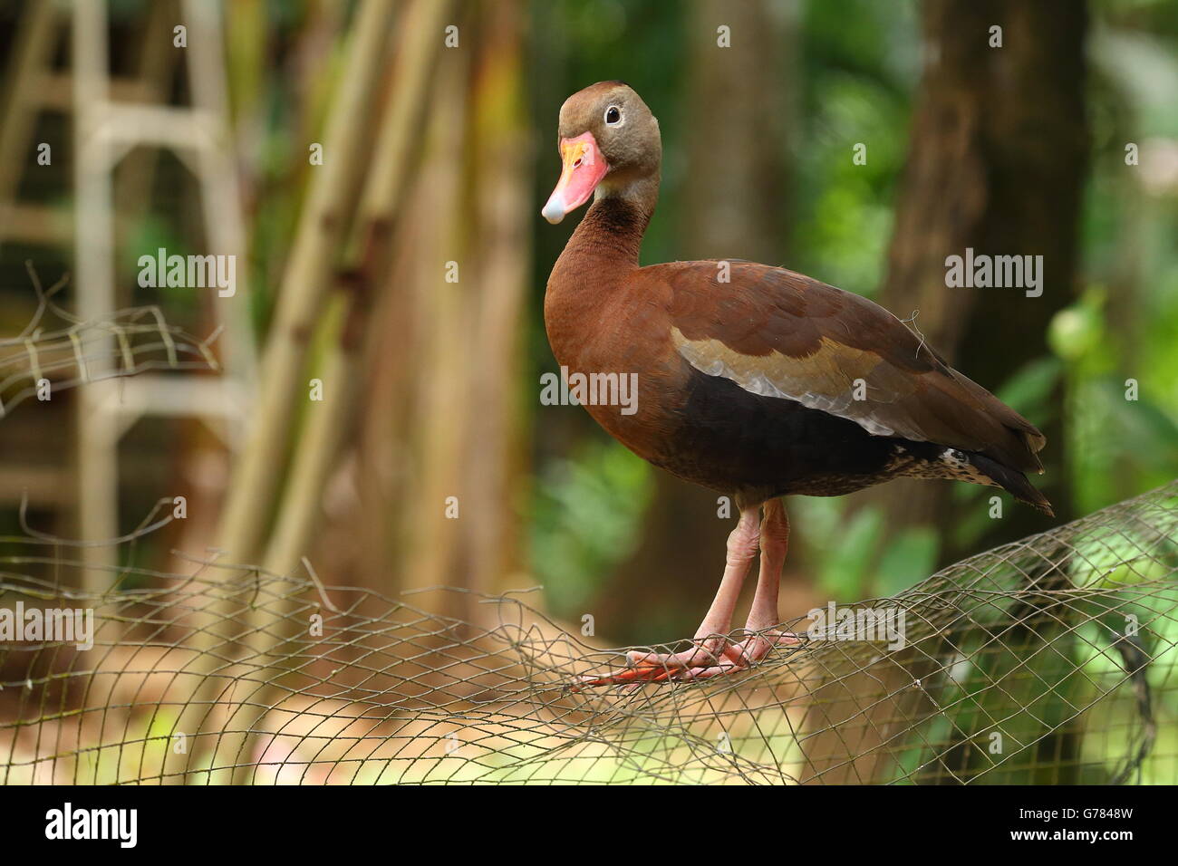 Wire duck hi-res stock photography and images - Alamy