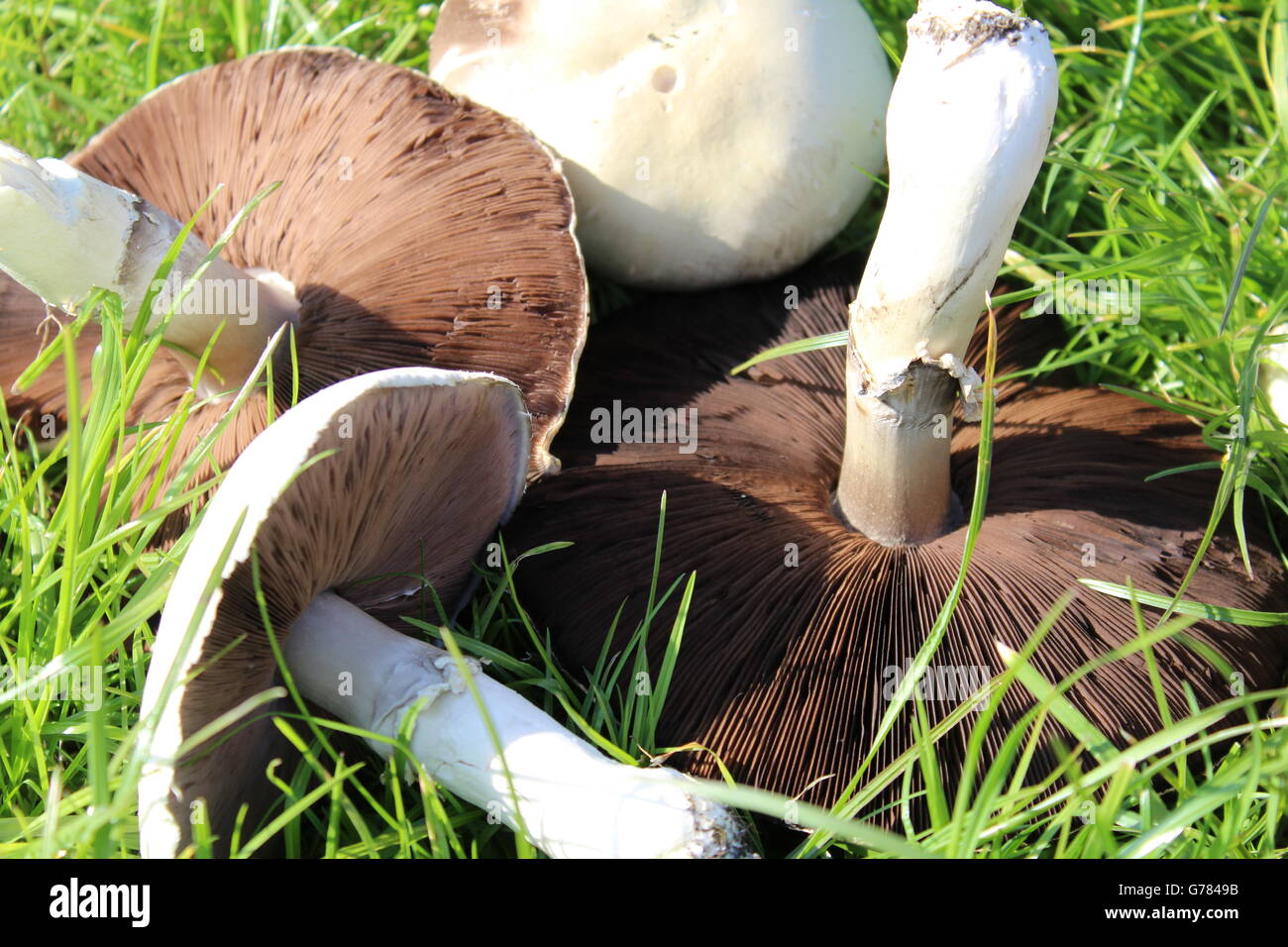 Field mushrooms hi-res stock photography and images - Alamy
