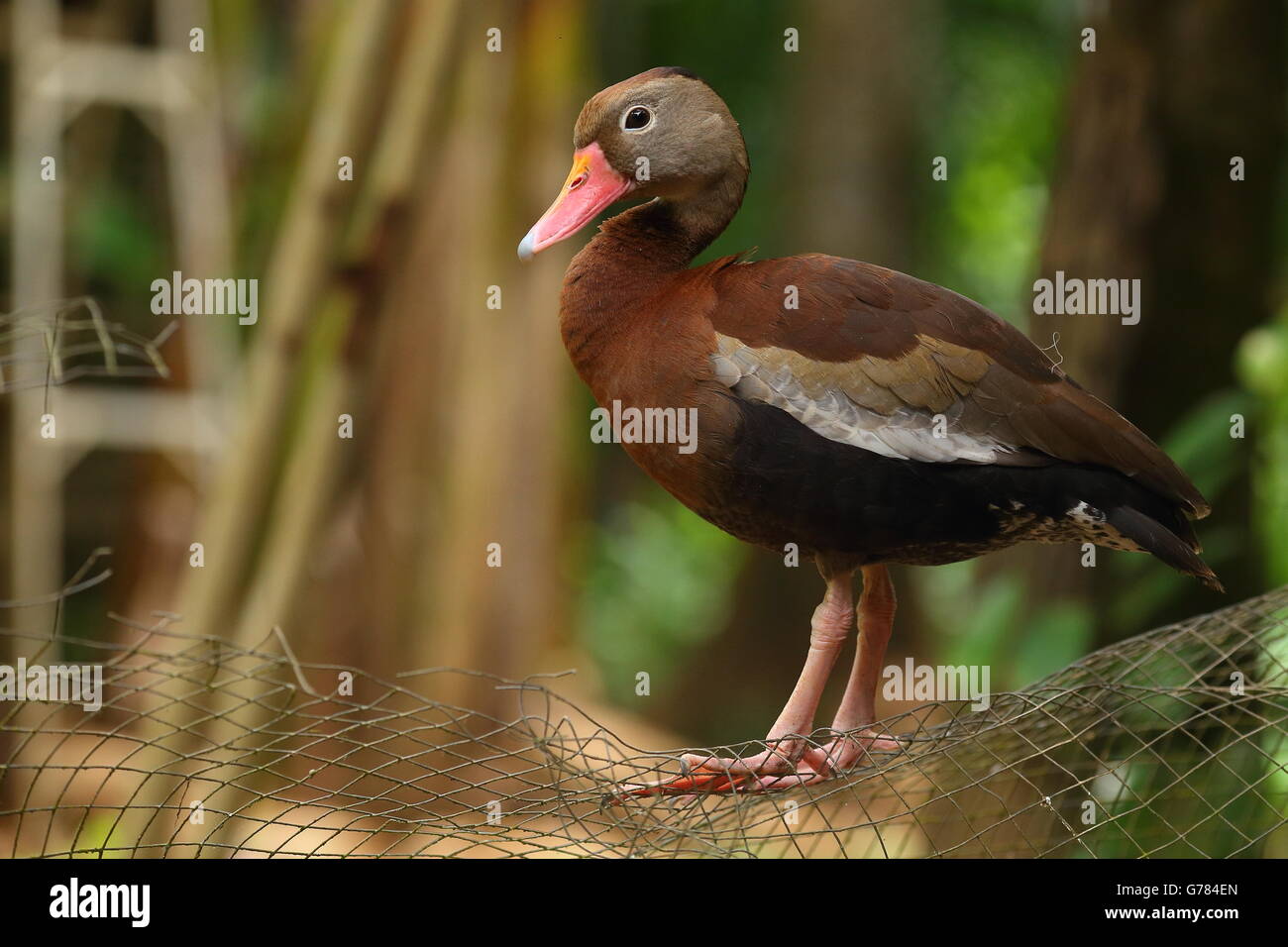 Wire duck hi-res stock photography and images - Alamy