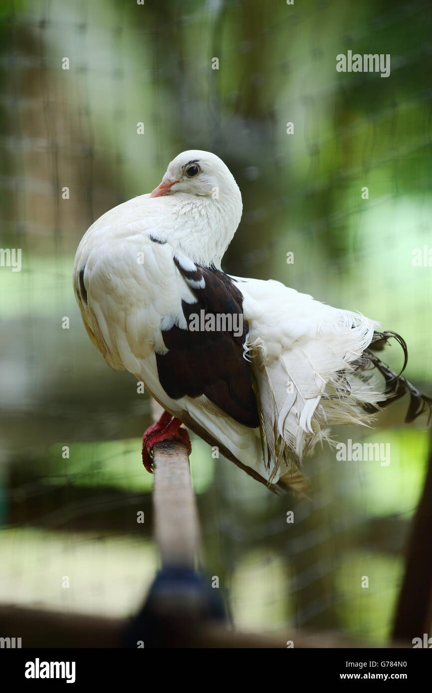 Fantail pigeon hi-res stock photography and images - Alamy