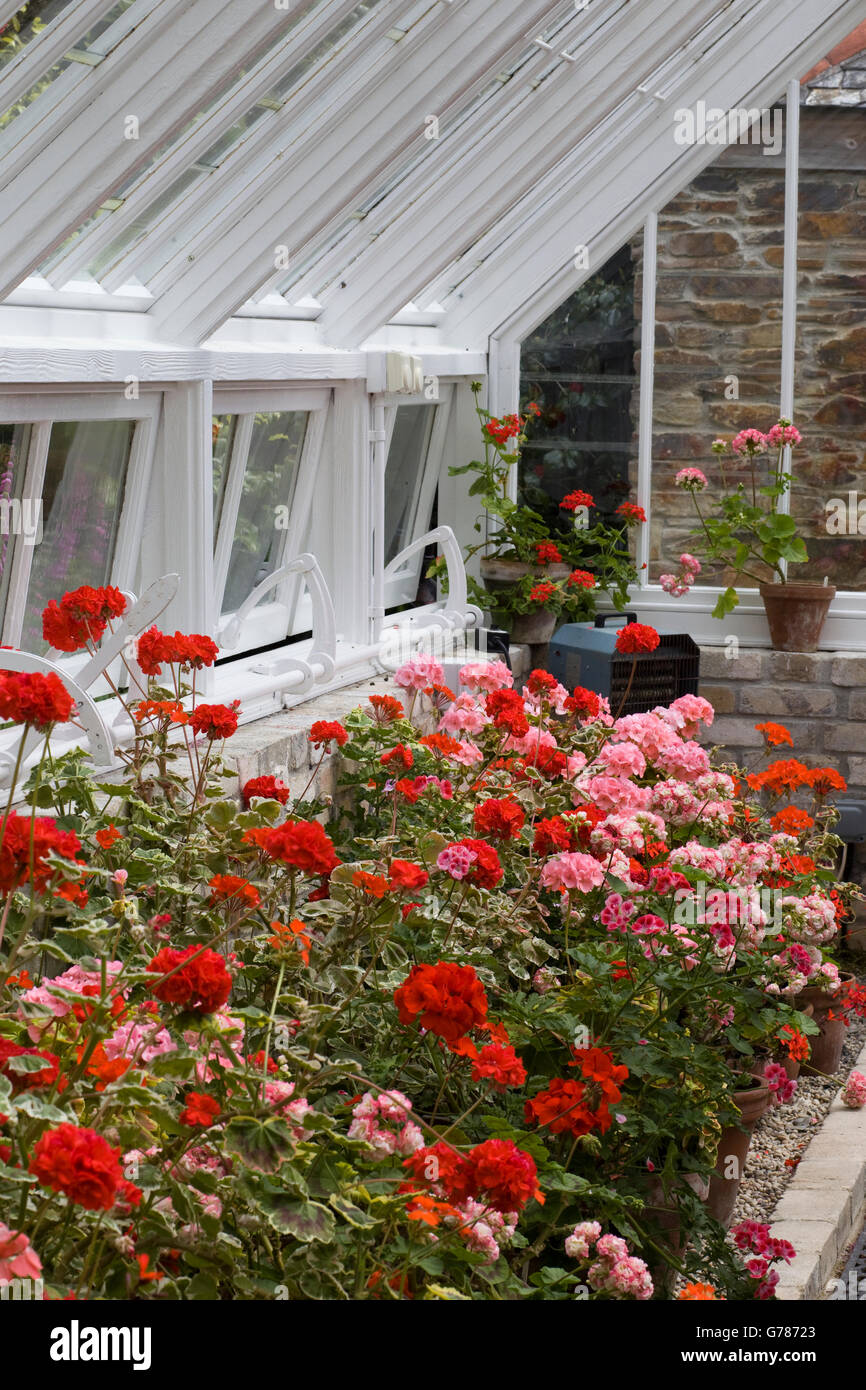 Glass house full of Geranium Stock Photo - Alamy