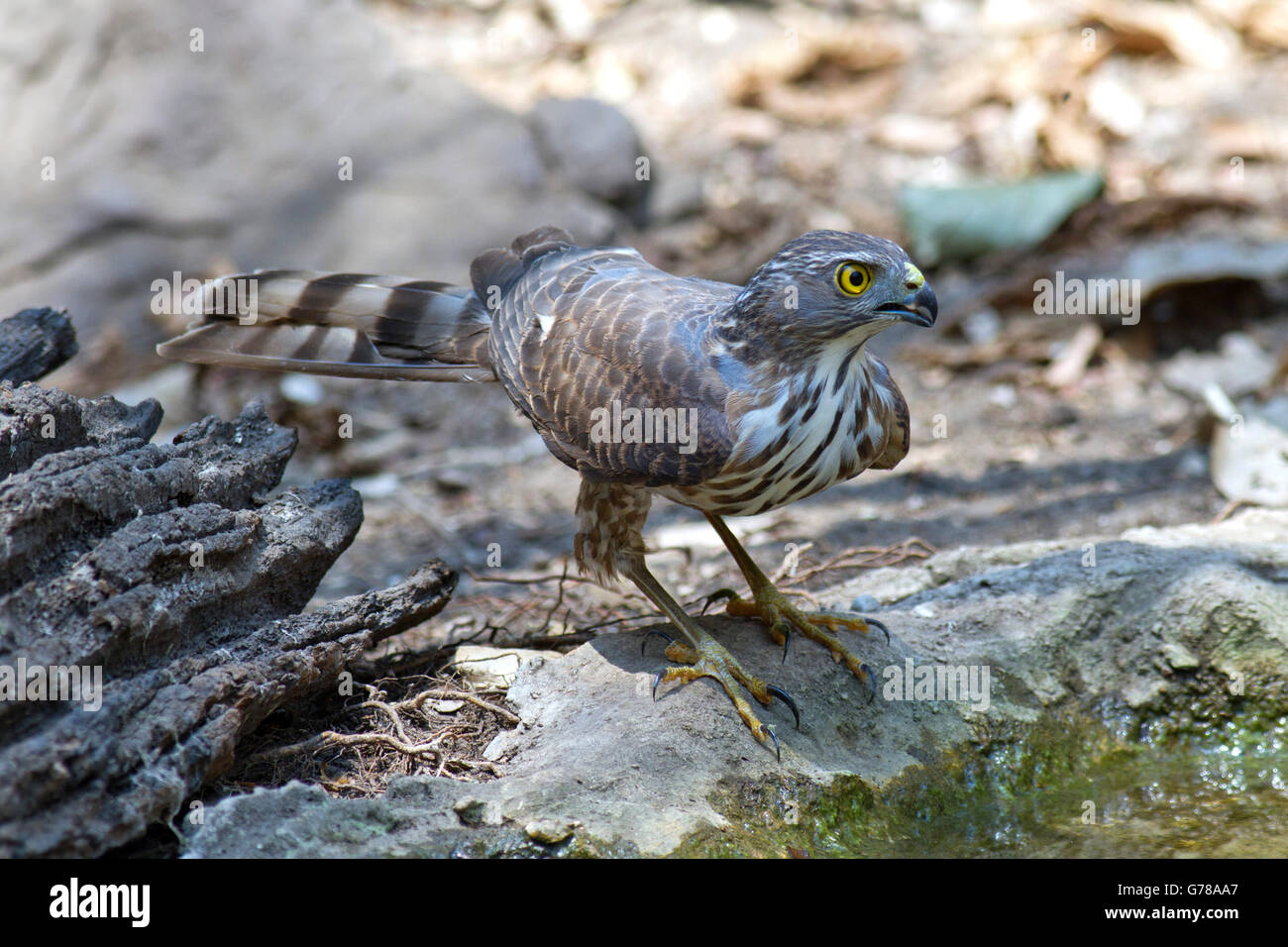 An female Besra (Accipiter virgatus) standing by a forest pool in ...