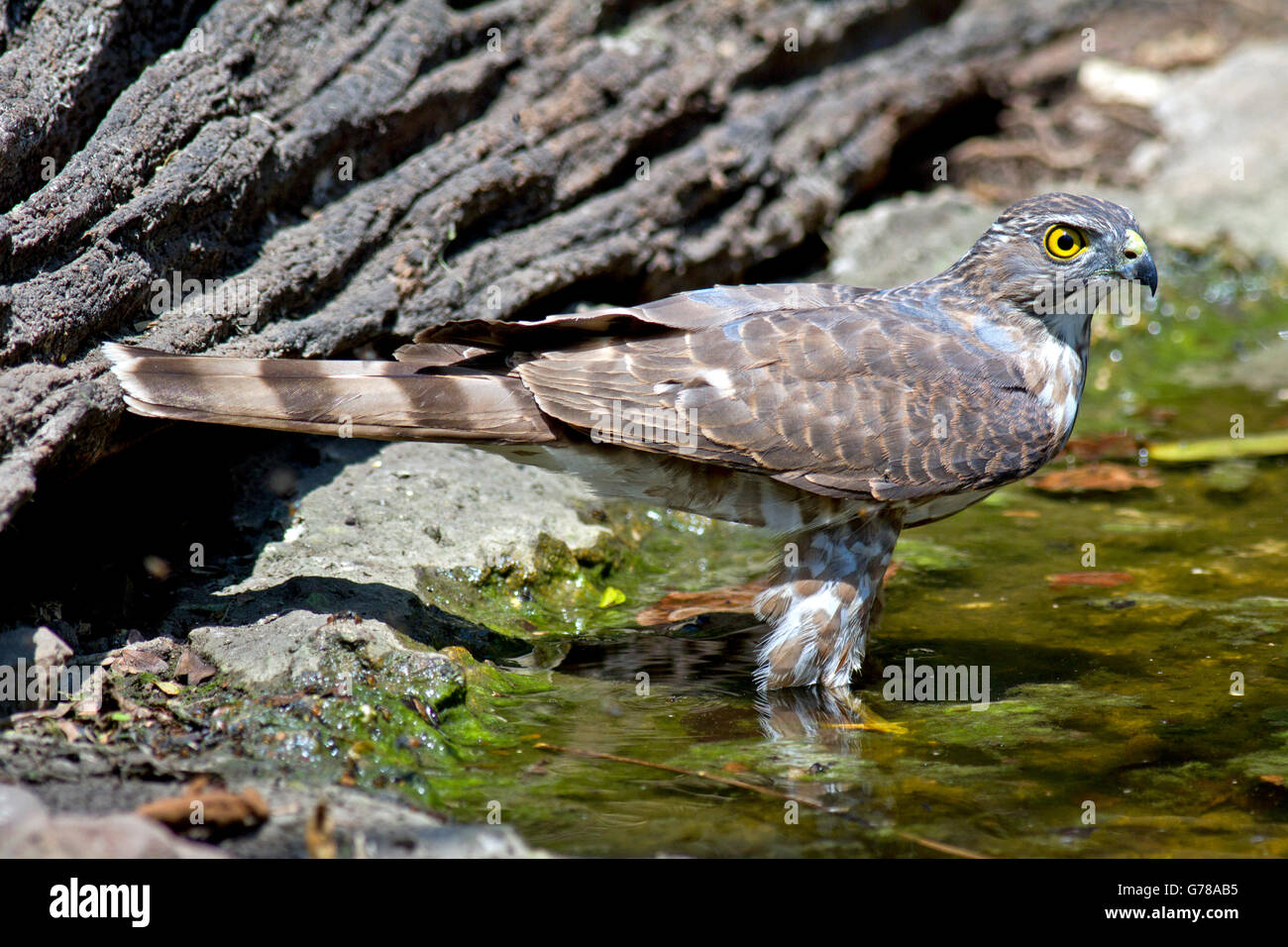 An female Besra (Accipiter virgatus) standing in a forest pool in ...