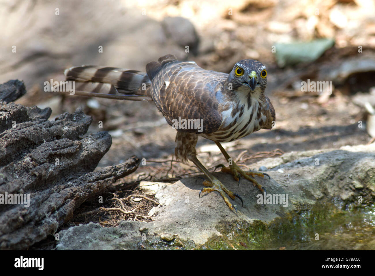 An female Besra (Accipiter virgatus) standing by a forest pool in ...