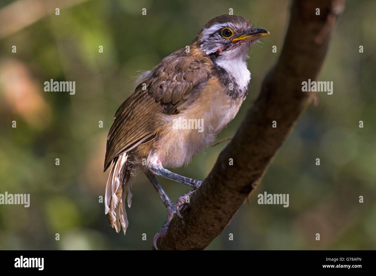 A fledgling Greater-necklaced Laughingthrush (Garrulax pectoralis ...