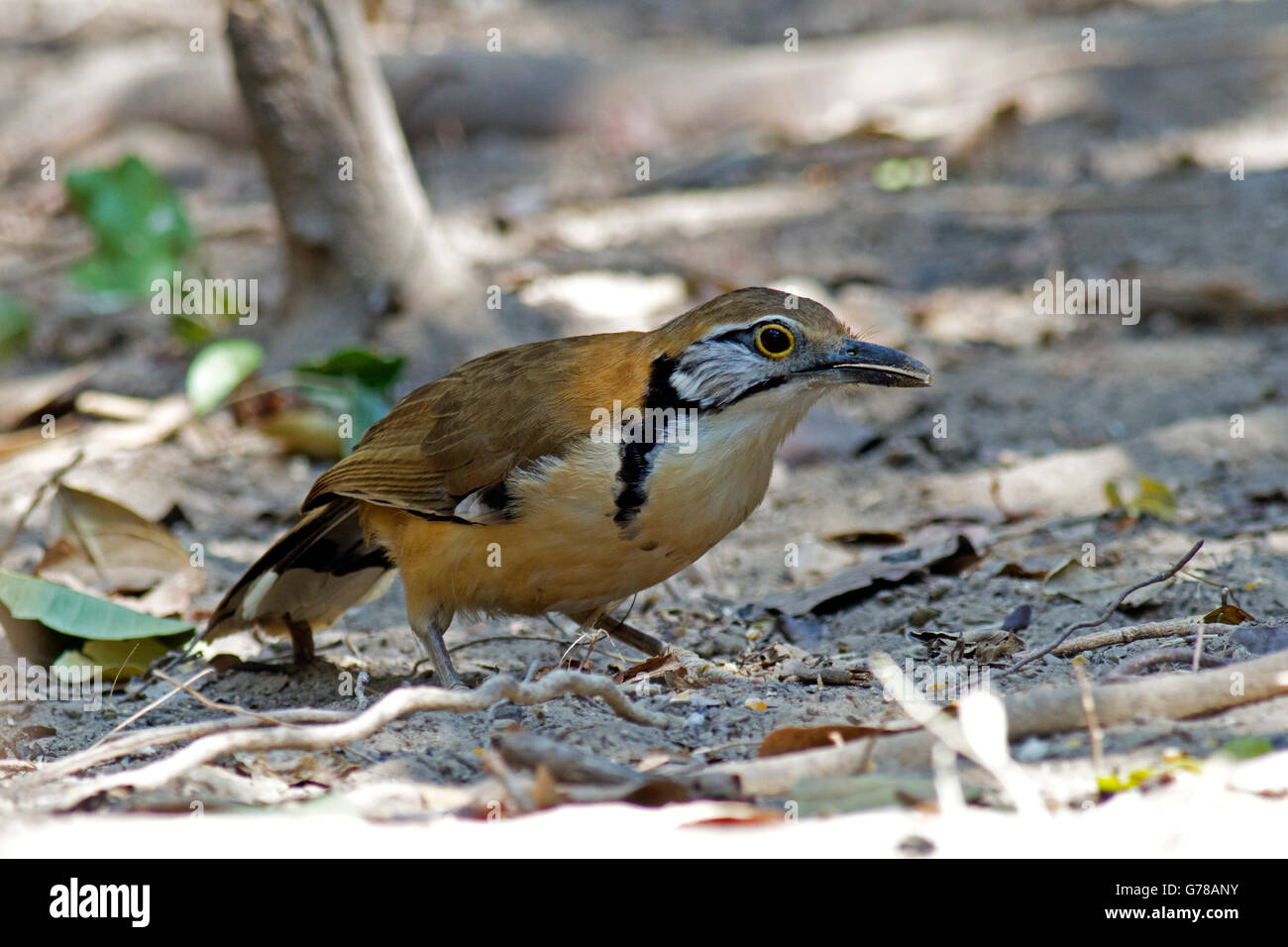 A Greater-necklaced Laughingthrush (Garrulax pectoralis subfusus) on ...