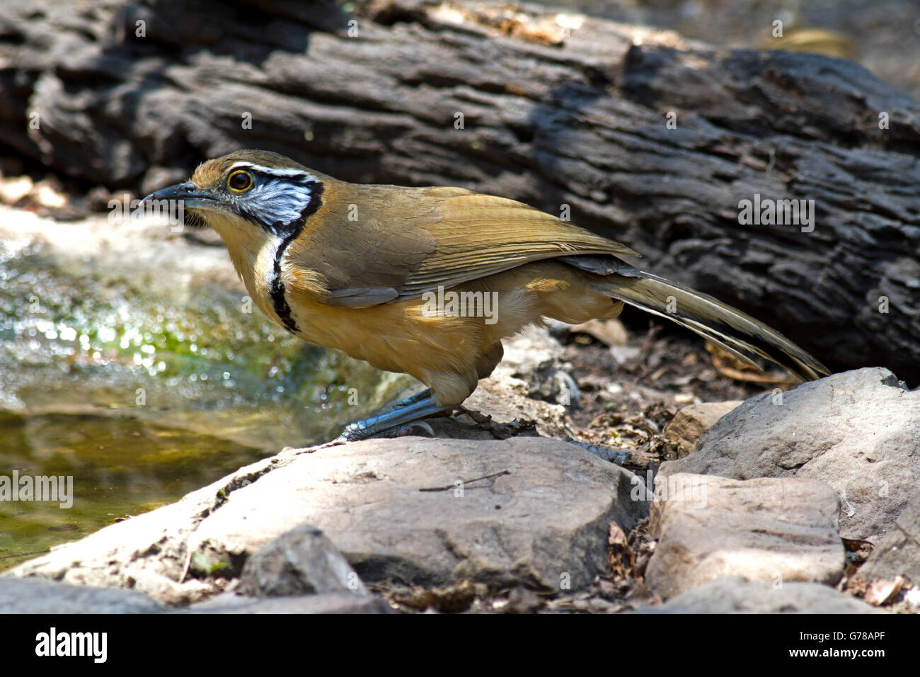 A Greater-necklaced Laughingthrush (Garrulax pectoralis subfusus ...