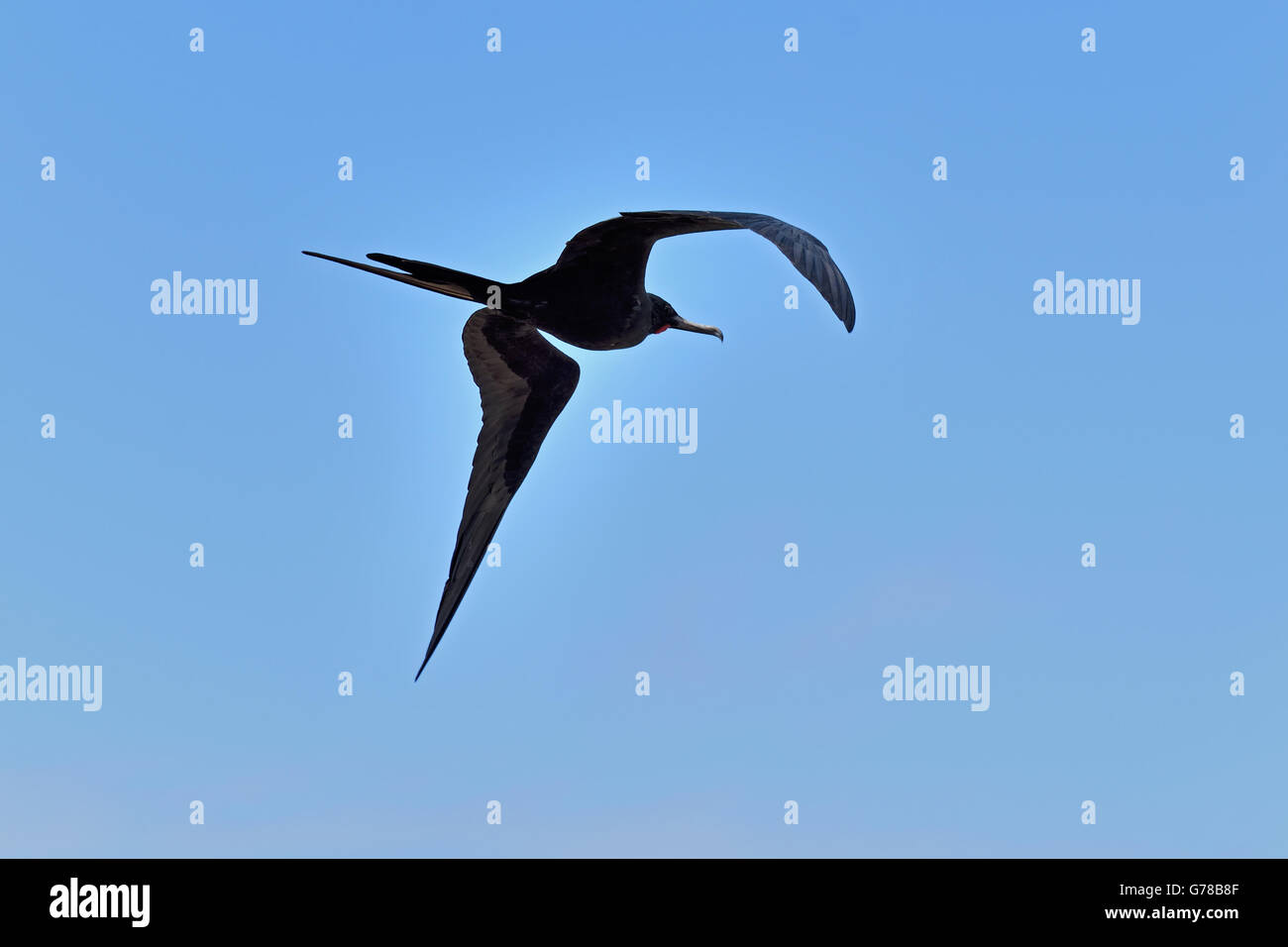 A male Ascension Island Frigatebird (Fregata aquila) in flight on ...