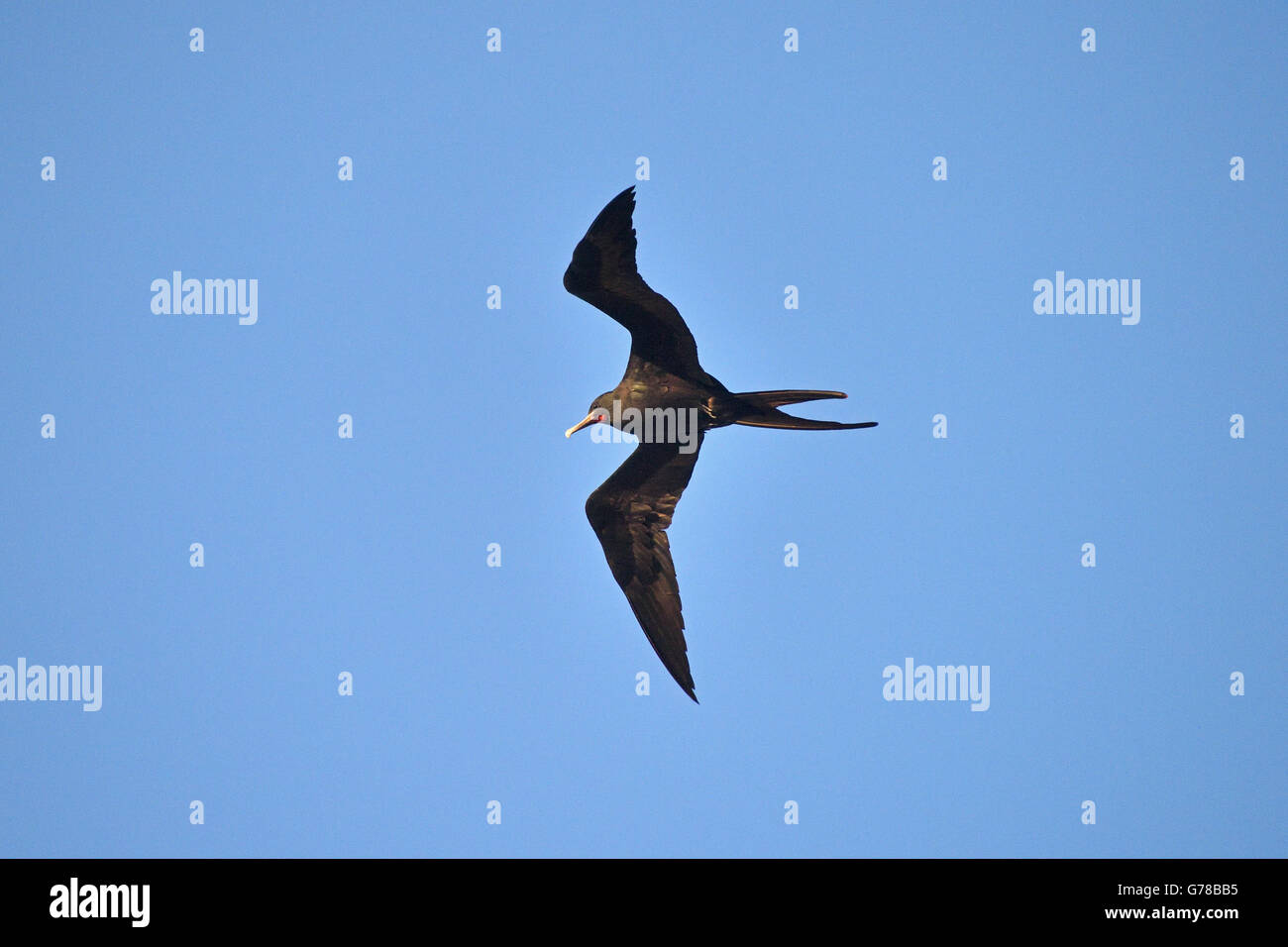 A male Ascension Island Frigatebird (Fregata aquila) in flight on ...