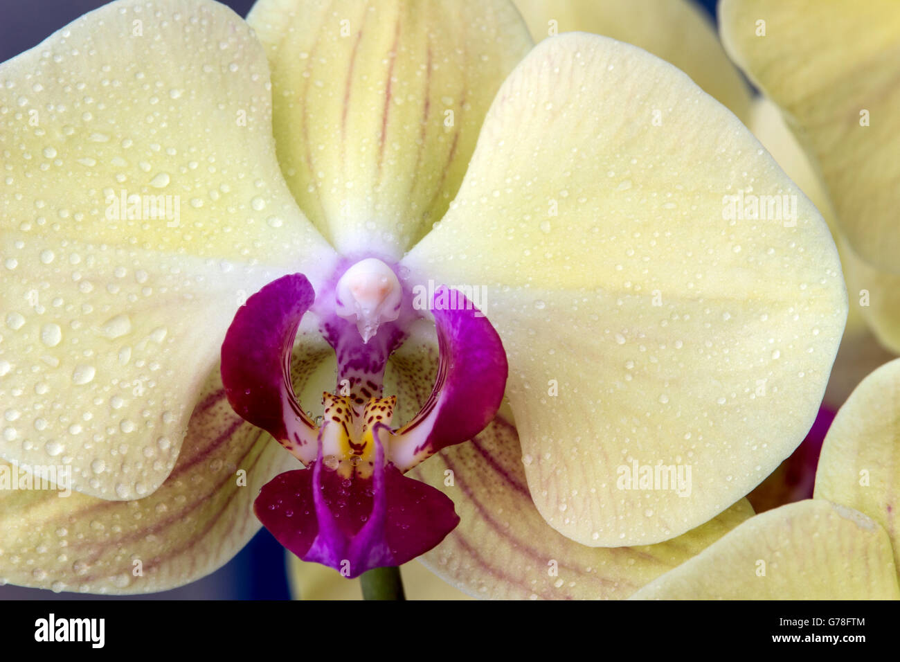 Yellow moth orchids (Phalaenopsis amabilis Stock Photo - Alamy
