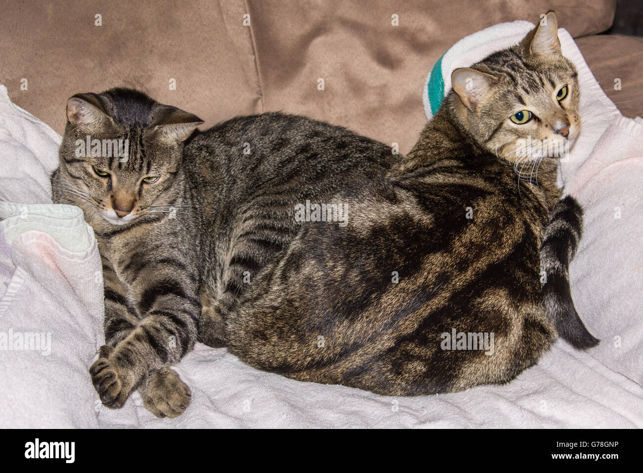 Apprehensive cats hi-res stock photography and images - Alamy