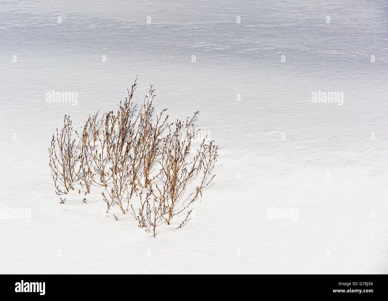 Snow untouched field texture hi-res stock photography and images - Alamy