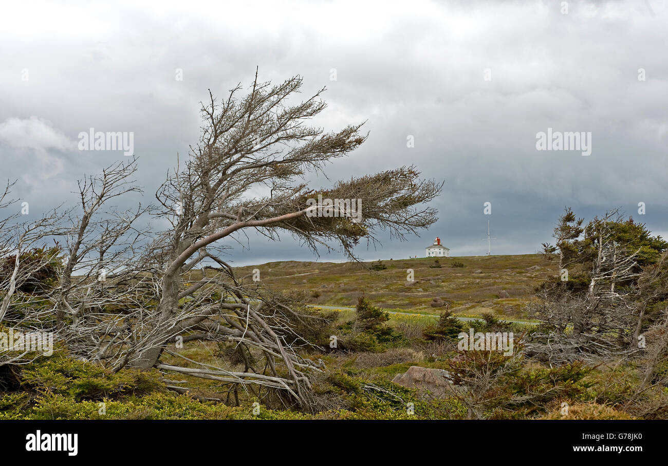 twisted and bent tree on tundra Stock Photo - Alamy