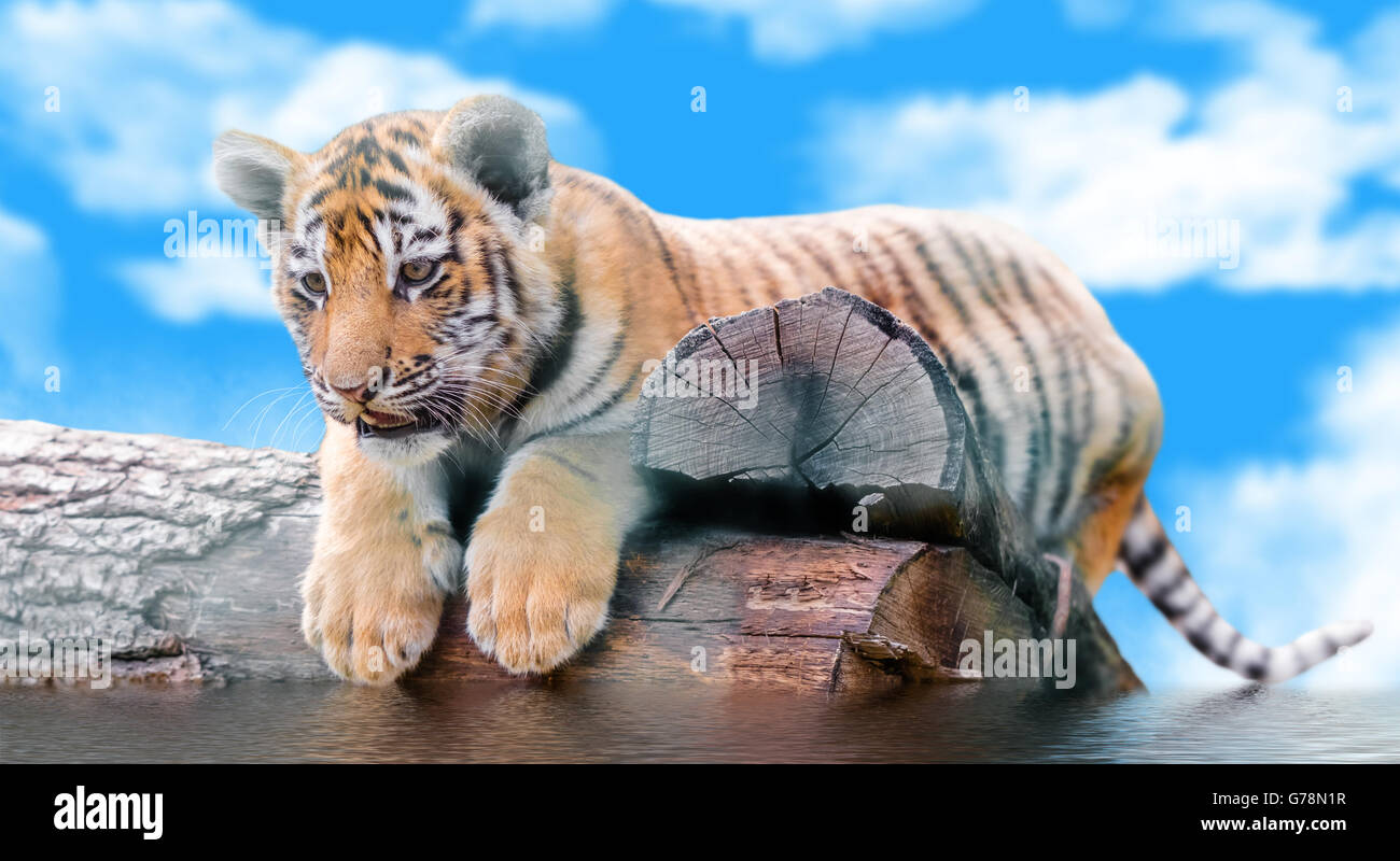 Tiger with log hi-res stock photography and images - Alamy
