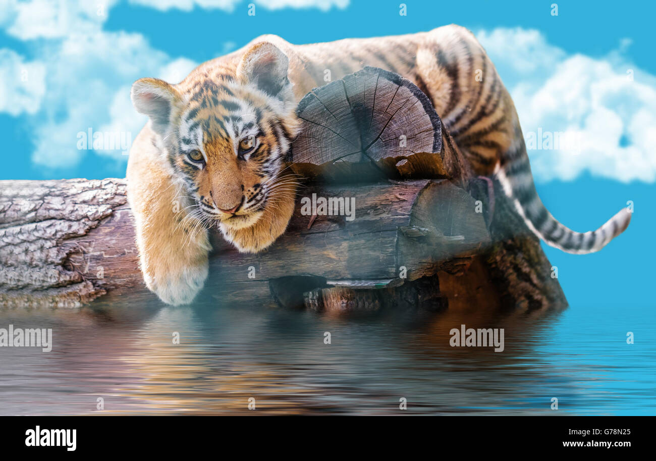 Tiger with log hi-res stock photography and images - Alamy