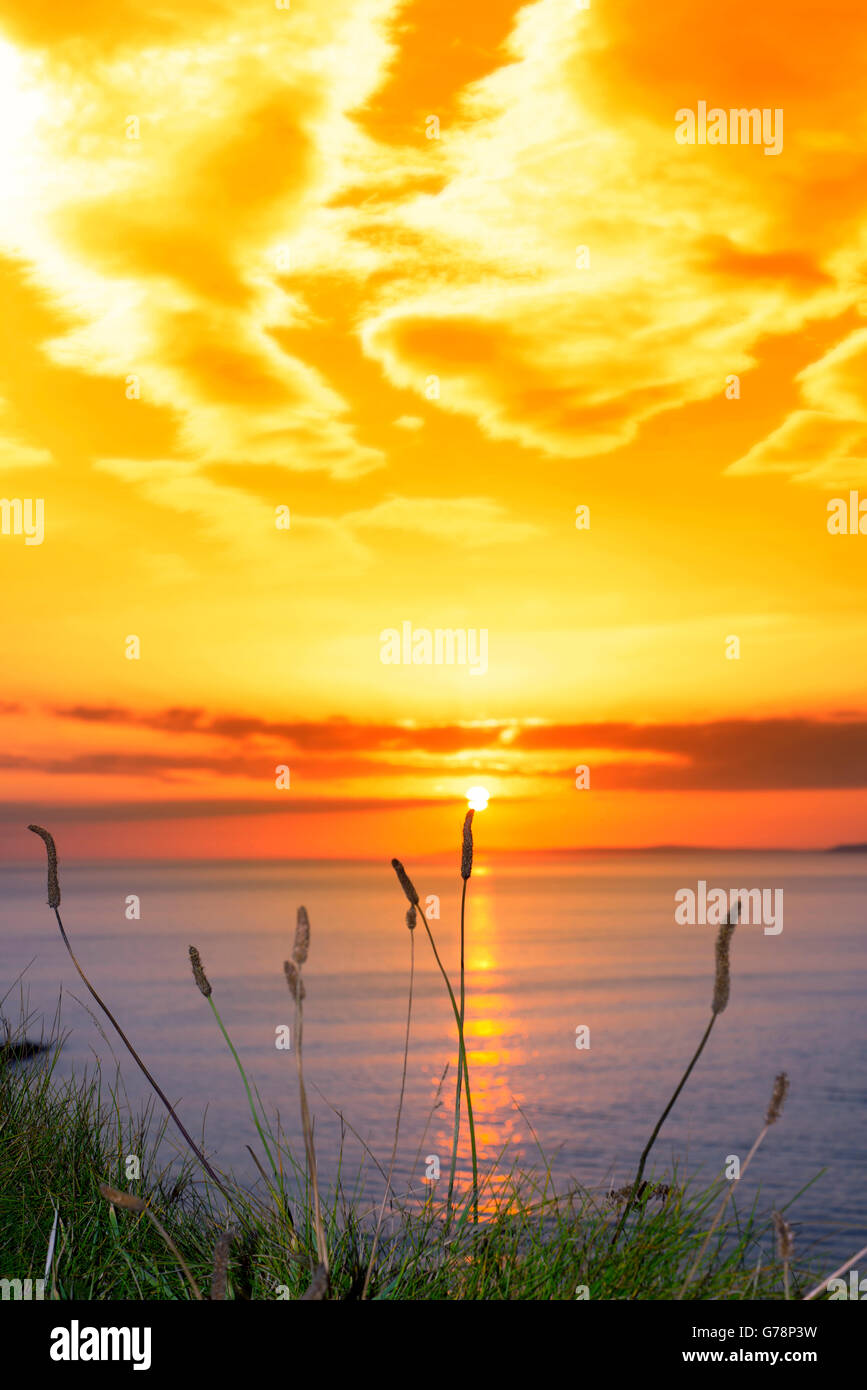 beautiful yellow sunset over loop head with the wild tall grass on the ...