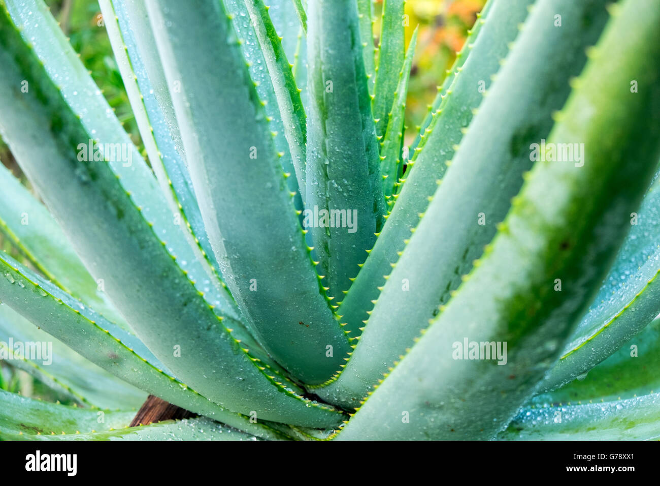 Agave plant with water on leaves after rainfall Stock Photo - Alamy