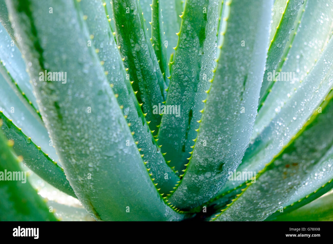 How To Water An Agave Plant at James Pettry blog