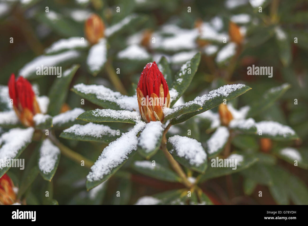 Rhododendron bloom winter hi-res stock photography and images - Alamy