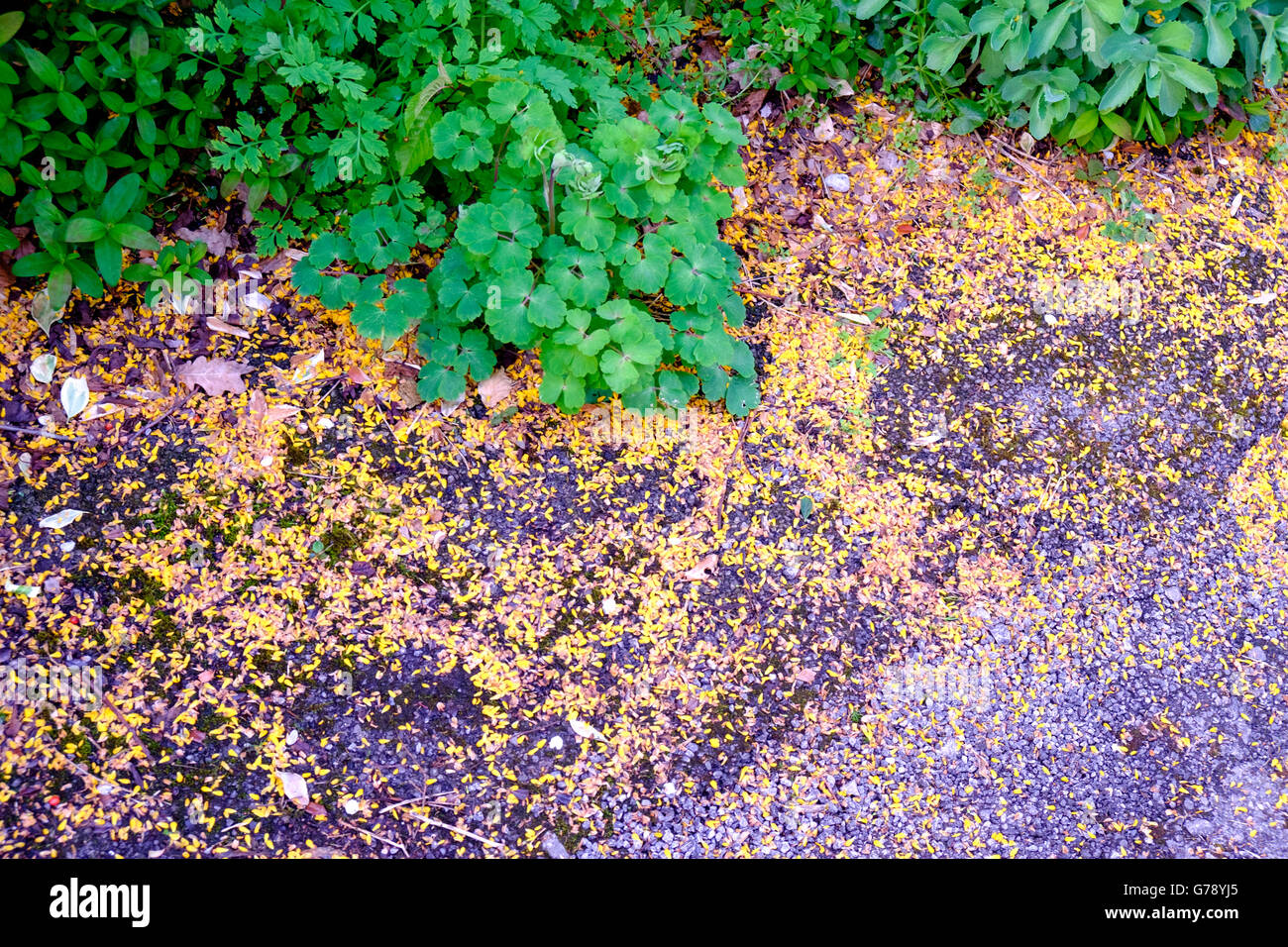 Fallen flowers of orange Pyracantha (firethorn) tree lying on driveway ...