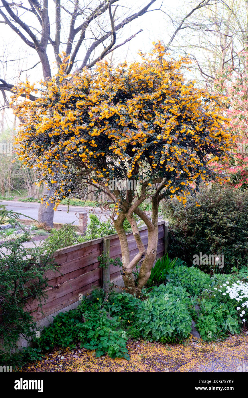 Orange Pyracantha (firethorn) tree in flower in garden in spring Stock ...