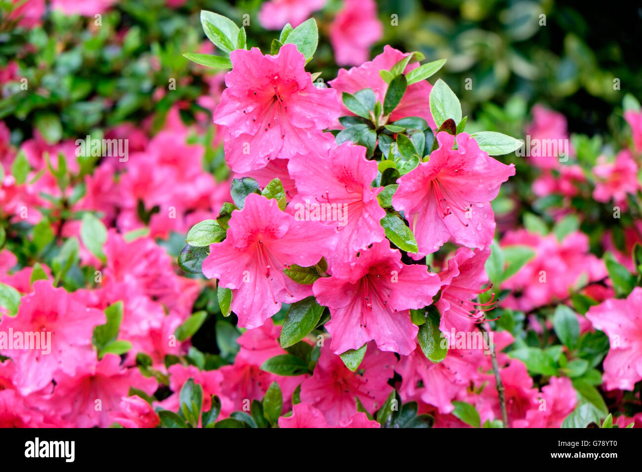 Azalea flower garden hi-res stock photography and images - Alamy