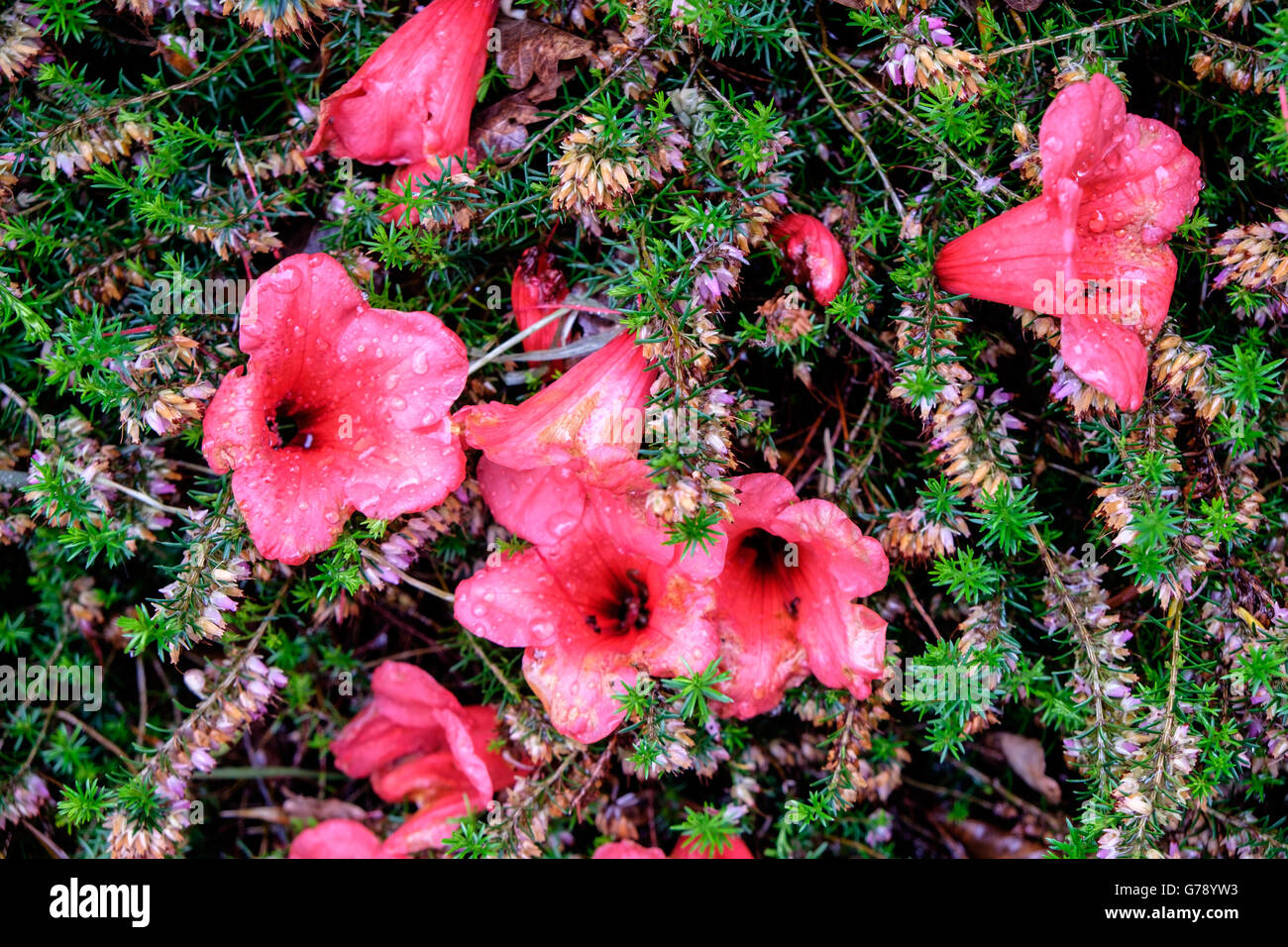 Fallen red azalea flowers covered in raindrops and lying on heather ...
