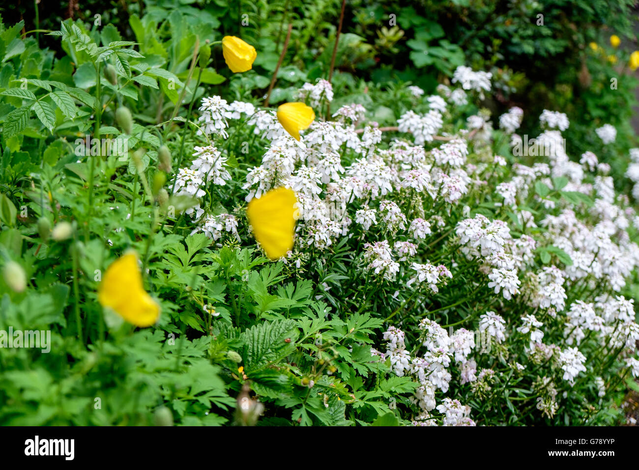 Wild Candytuft Stock Photos & Wild Candytuft Stock Images - Alamy