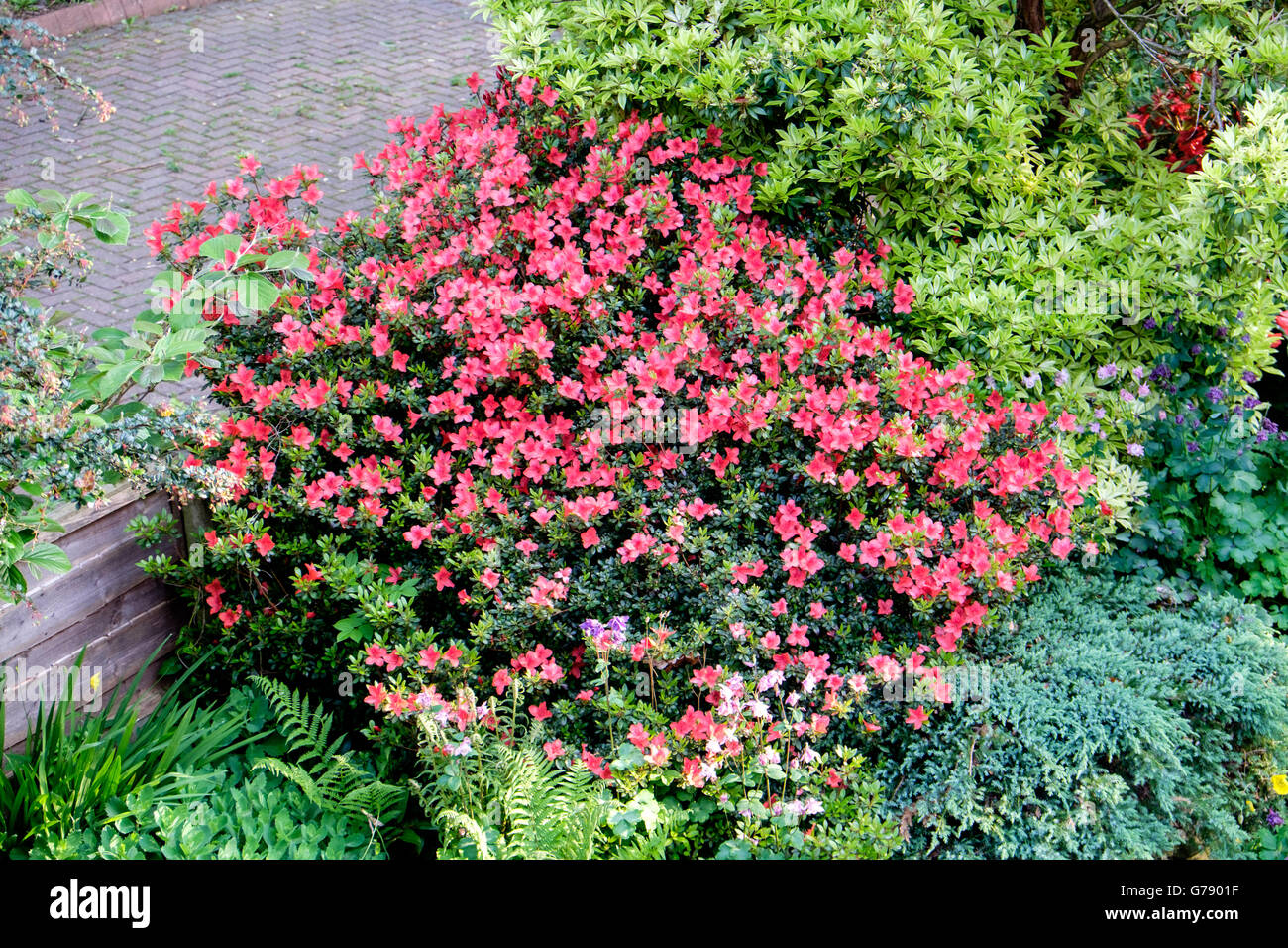 Azalea bush hi-res stock photography and images - Alamy