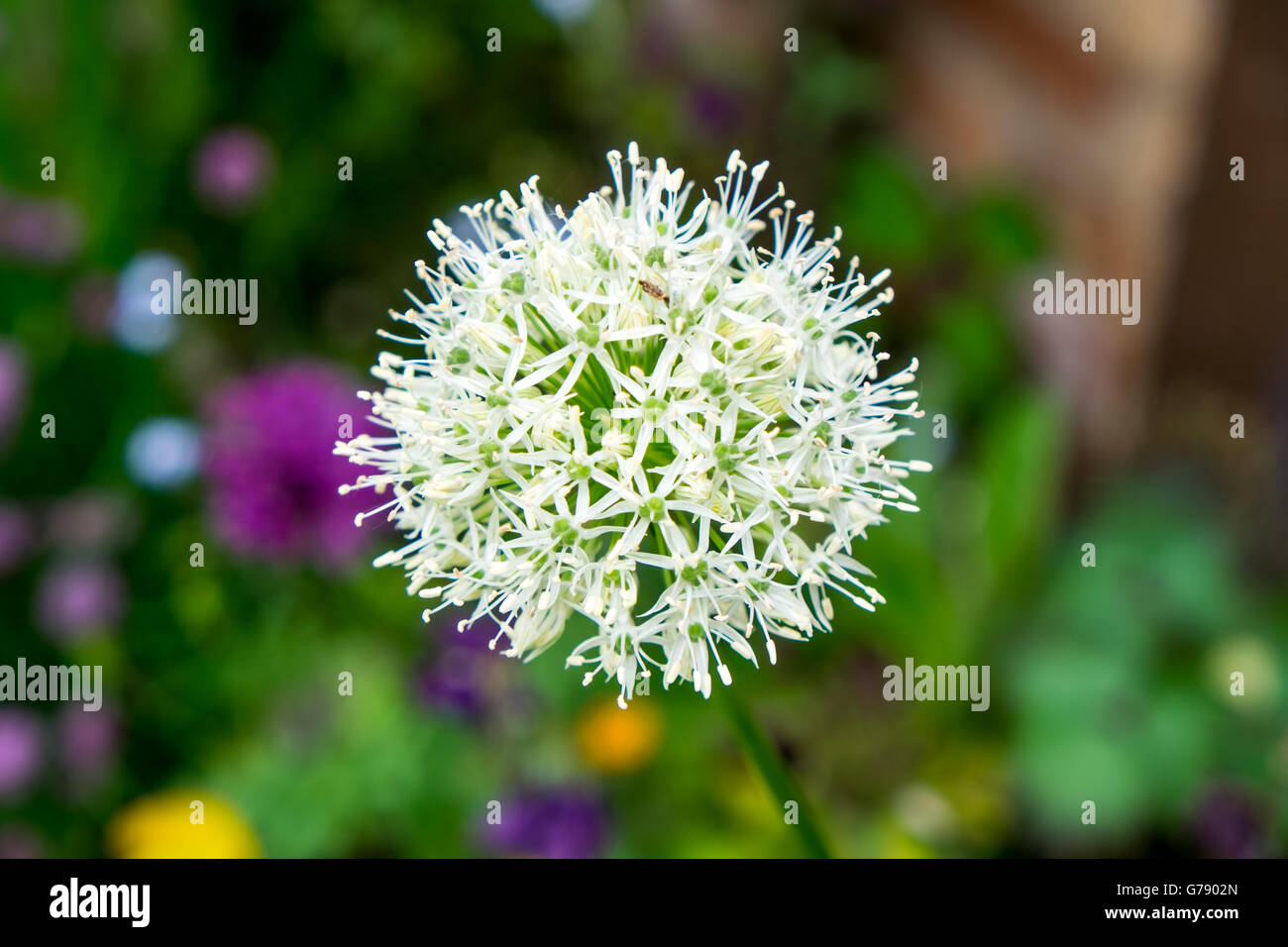 White Chive allium flower growing in garden vegetable plot Stock Photo ...