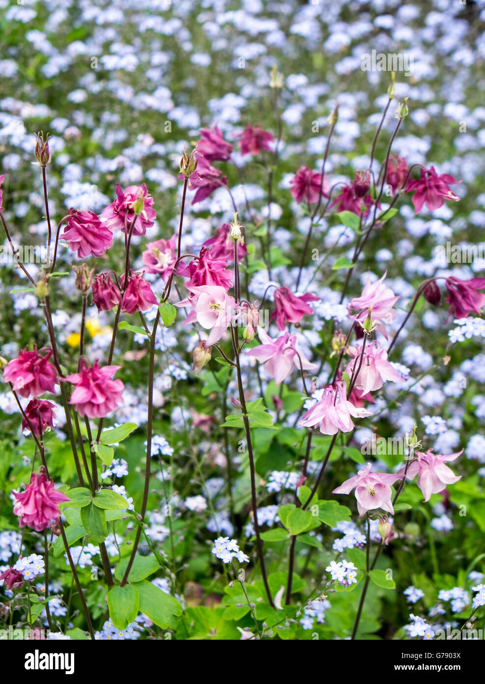 Aquilegia flowers hi-res stock photography and images - Alamy