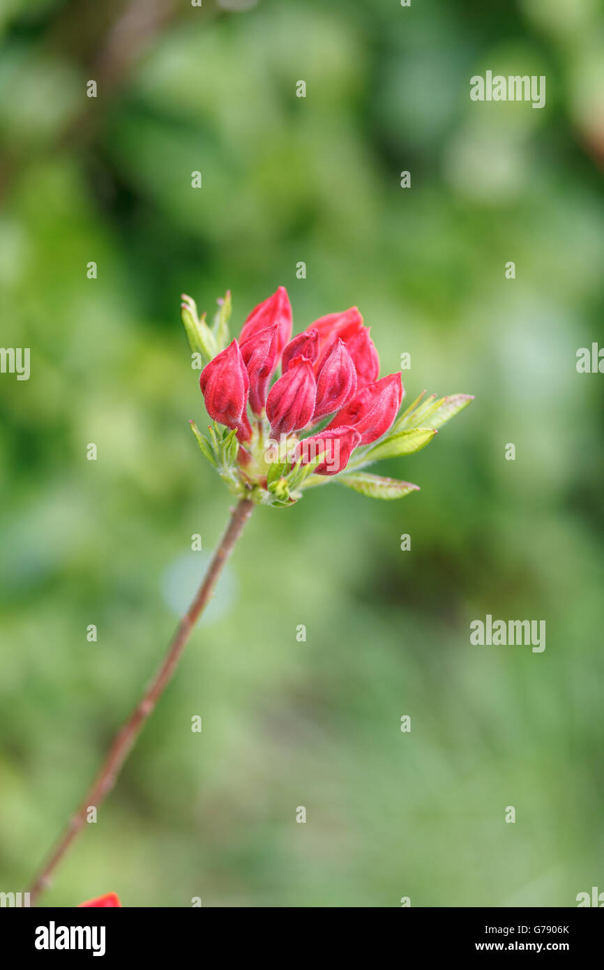 Azalea Bud High Resolution Stock Photography and Images - Alamy