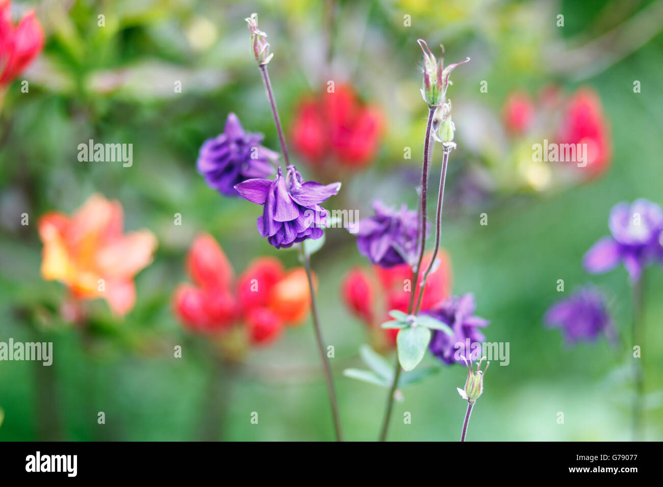 Aquilegia flowers hi-res stock photography and images - Alamy