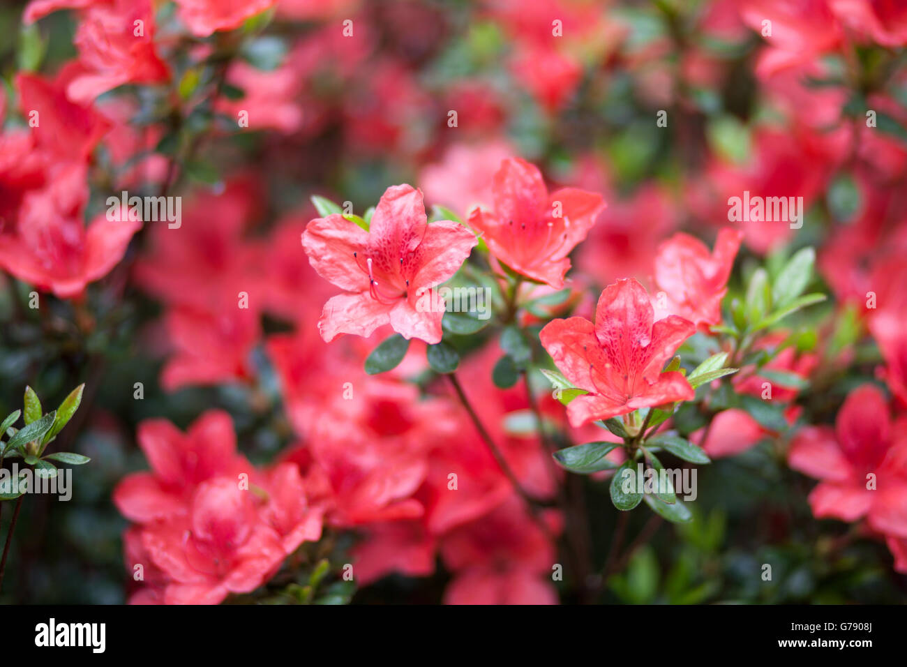 Red azalea in flower in garden, UK Stock Photo - Alamy