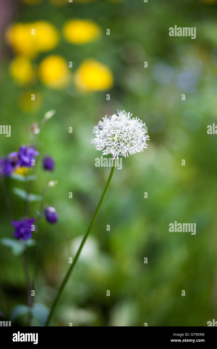 White Chive allium flower growing in garden vegetable plot Stock Photo ...