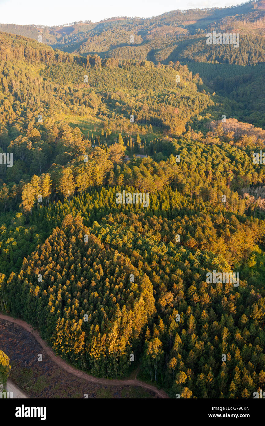 High density forests hi-res stock photography and images - Alamy