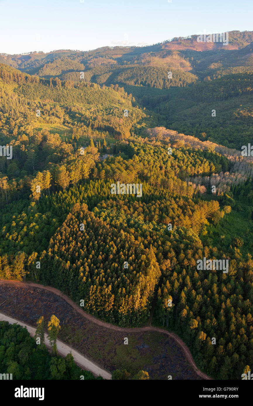 High density forests hi-res stock photography and images - Alamy