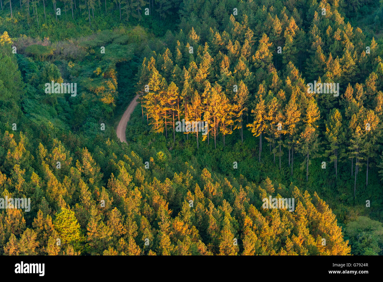 High density forests hi-res stock photography and images - Alamy