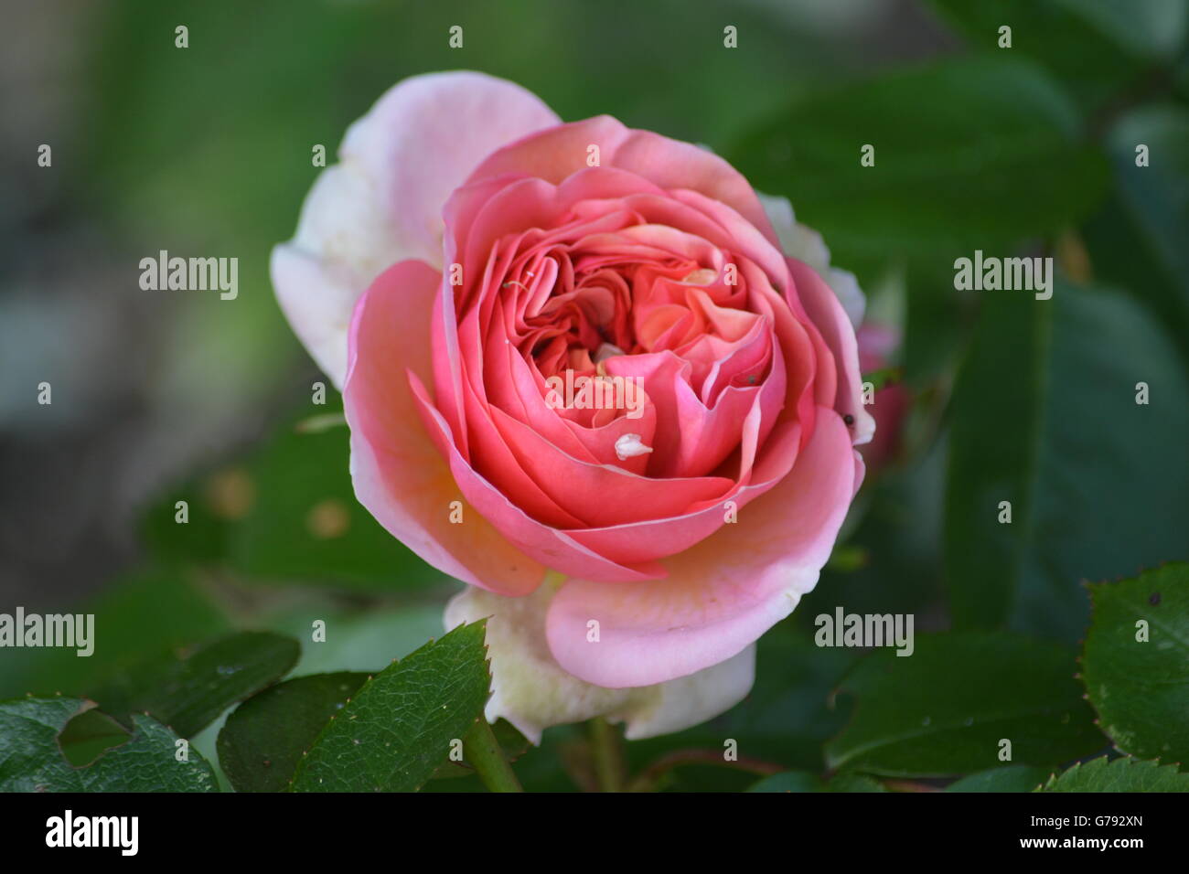 Pink rose ose in a garden in Hampshire Stock Photo - Alamy