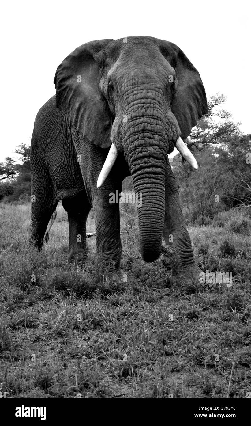 Kruger National Park Elephant Charge Hi Res Stock Photography And