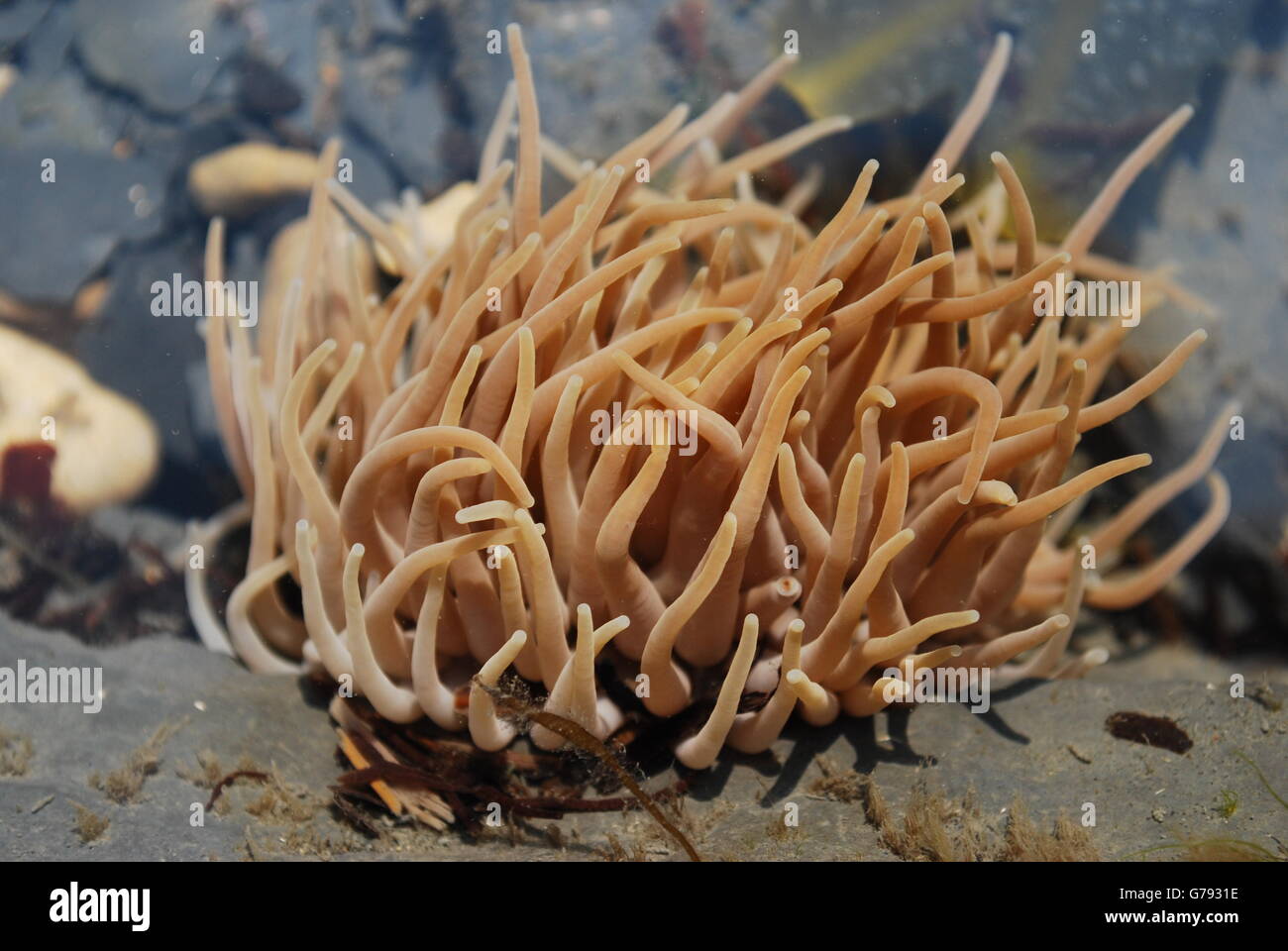 Snakelocks anemone hi-res stock photography and images - Alamy