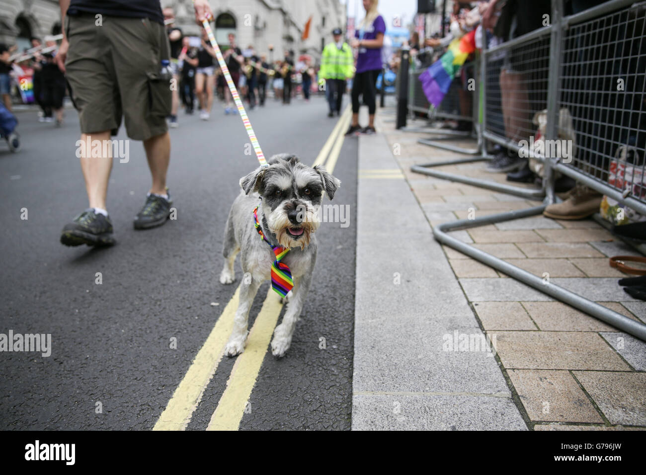 London, UK 25th June, 2016. Pride in London parade. Dog. Copyright ...