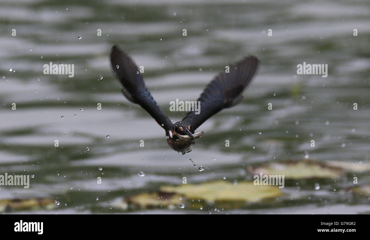 Beijing, China. 26th June, 2016. A kingfisher catches a fish in the ...