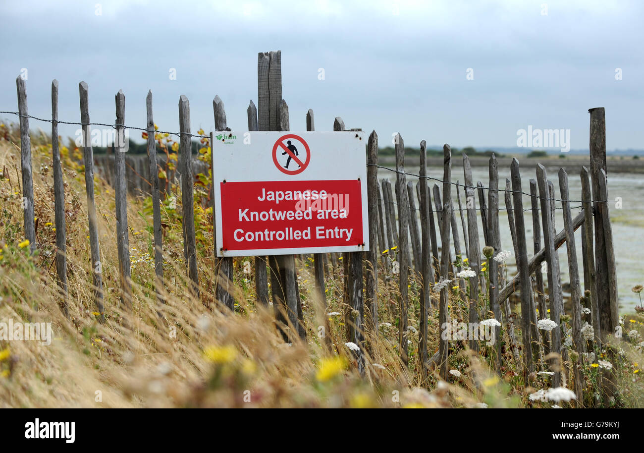 Japanese Knotweed signs Stock Photo - Alamy